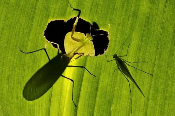 微距的迷人魅力